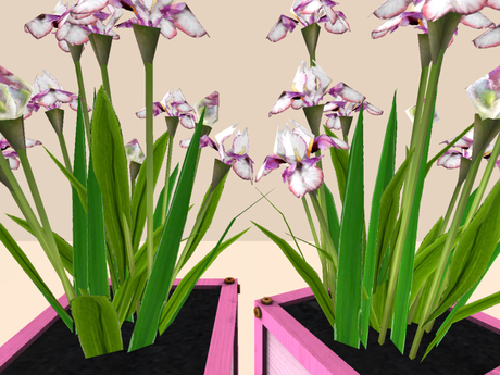 Second Life Marketplace - [AE] Garden Store - Iris Color Box Planter ...